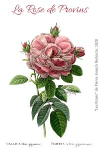 La Rose de Provins - roseraie-provins.com